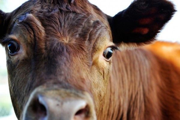 La vaca sagrada - Revista Anfibia